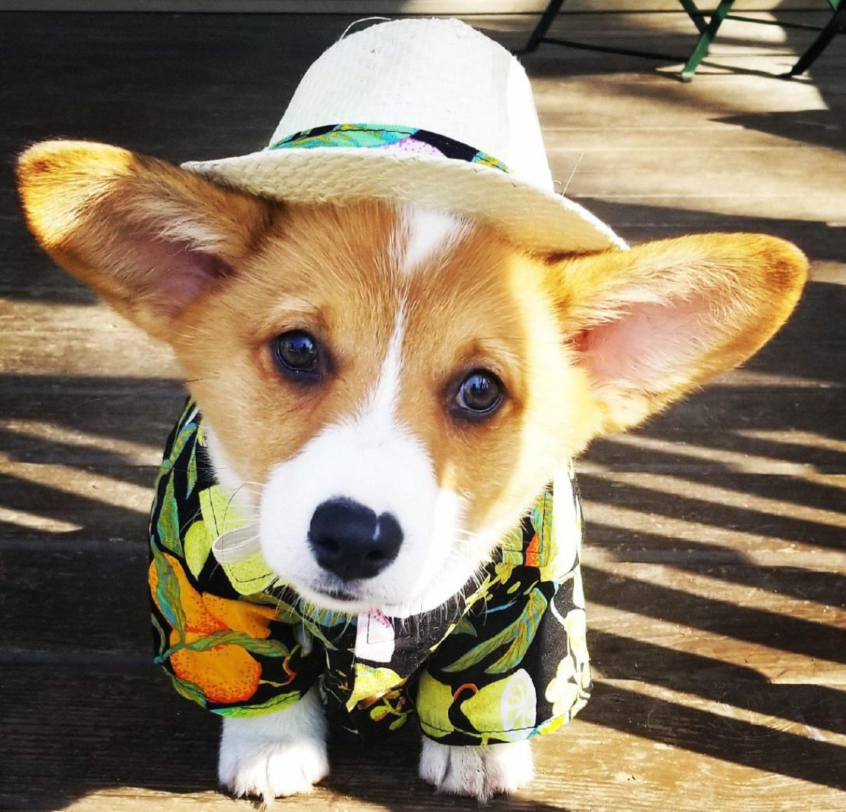 Corgi Estiloso no Paraíso Tropical: A História que Viralizou ...